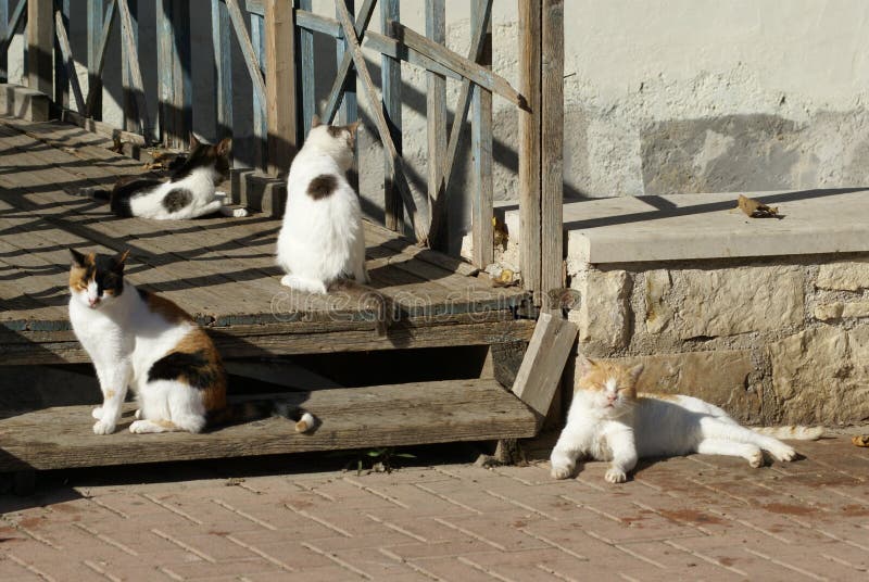 Cats stock photo. Image of outdoors, gathering, street - 51296678