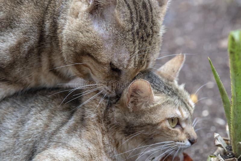 Cats mating close up stock image. Image of spring, adult - 132124749