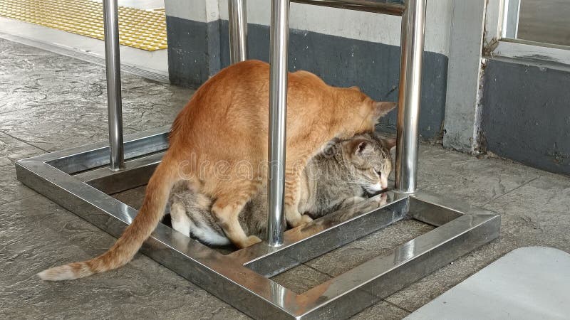 Cats Mating in the Commuter Line Station Area Stock Image - Image of ...
