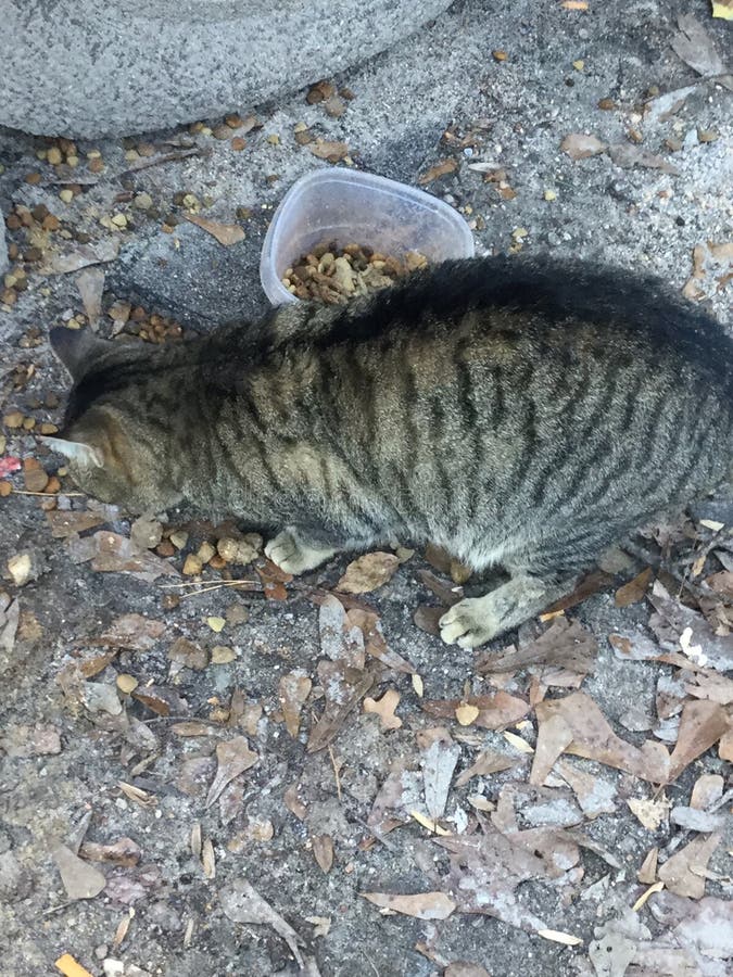 The cats meow stock photo. Image of whiskers, animal - 229075246