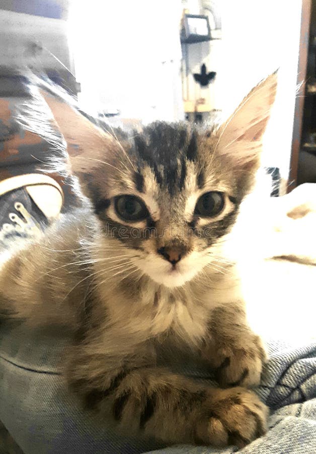 The cats meow stock photo. Image of soft, kitten, ears - 176847424