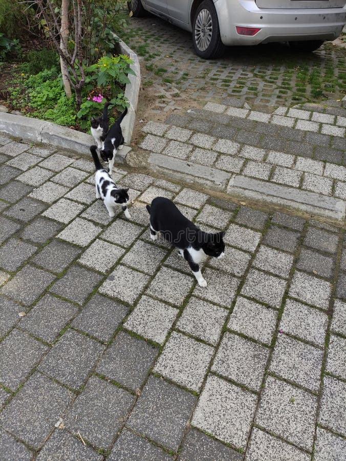 Cats Mom Cat Pavement Car Flower Stock Image - Image of flower ...