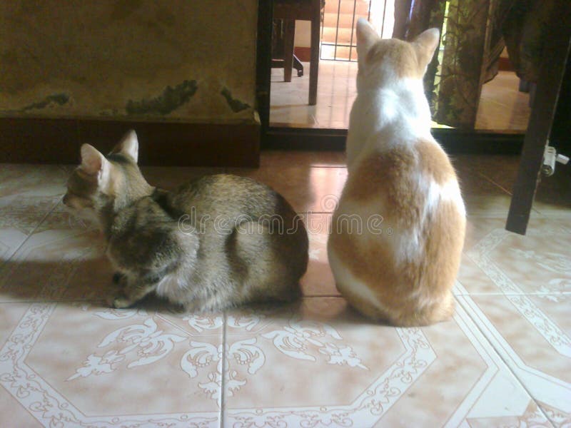 Cats stock photo. Image of direction, daughter, cats - 98000870