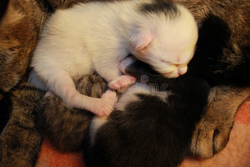 Cats stock image. Image of pets, nicely, mammals, fine - 65388363