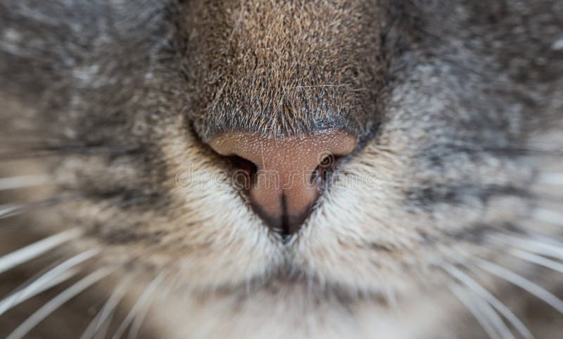 Details of cats nose stock image. Image of protuberance - 5556905