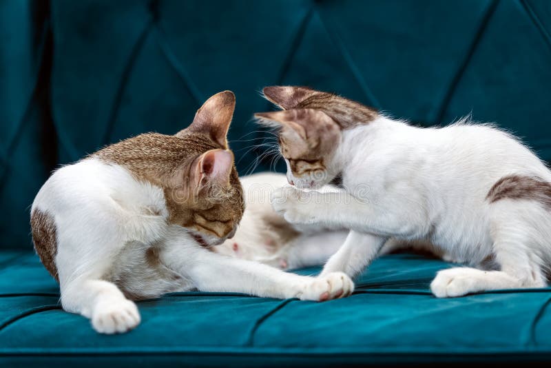 Cats are Not only Adorable and Cuddly, but Also Intelligent and Complex ...