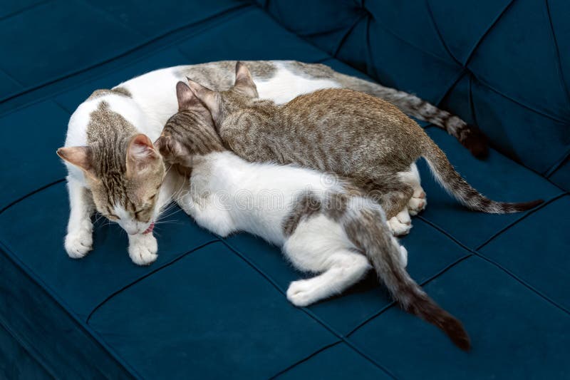 Cats are Not only Adorable and Cuddly, but Also Intelligent and Complex ...