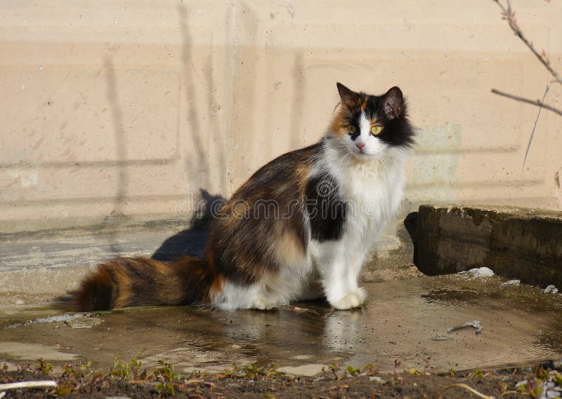 Cats stock photo. Image of unhappy, whiskers, early, color - 89736580