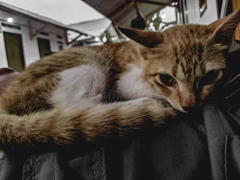 Cats are obedient animals stock photo. Image of mammal - 210363754