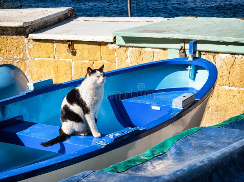 Cats stock image. Image of rowboat, summer, sitting, feline - 50306851