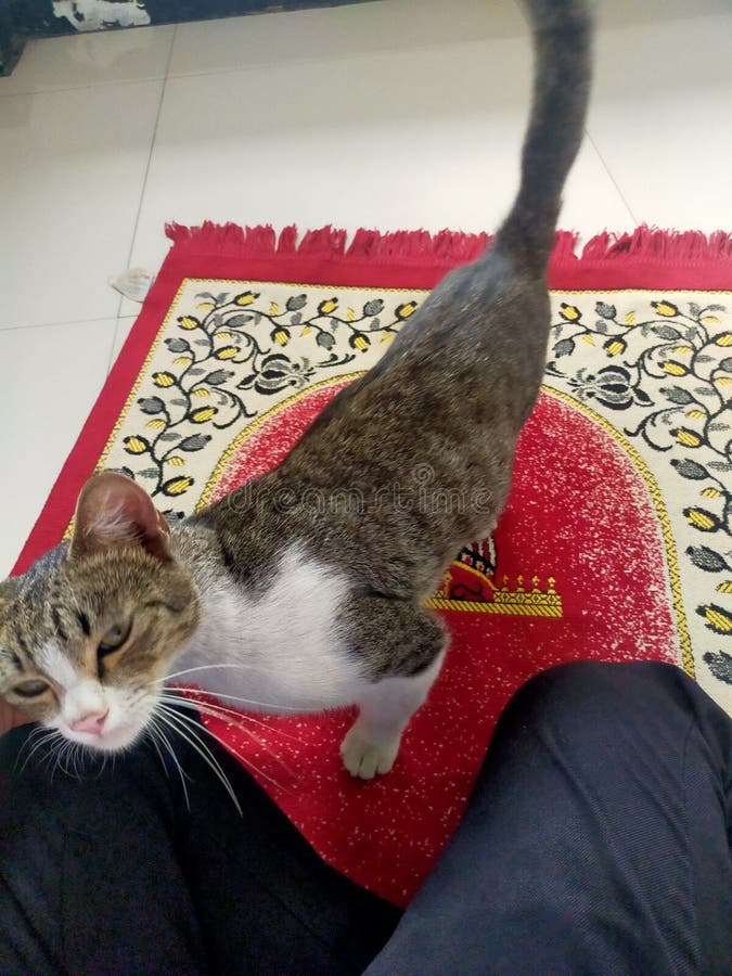 Cats are One of the Animals that the Prophet Muhammad Liked Stock Photo ...