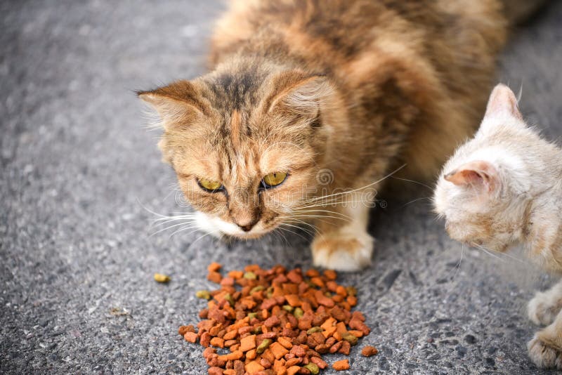 The cats are eating stock photo. Image of feed, food - 123367350