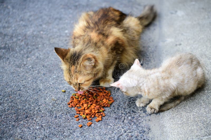 The cats are eating stock image. Image of lovely, kitten - 123367459