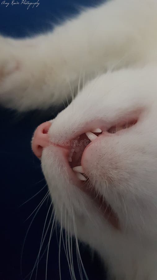 Cats are perfect stock image. Image of kitten, pink - 247806049