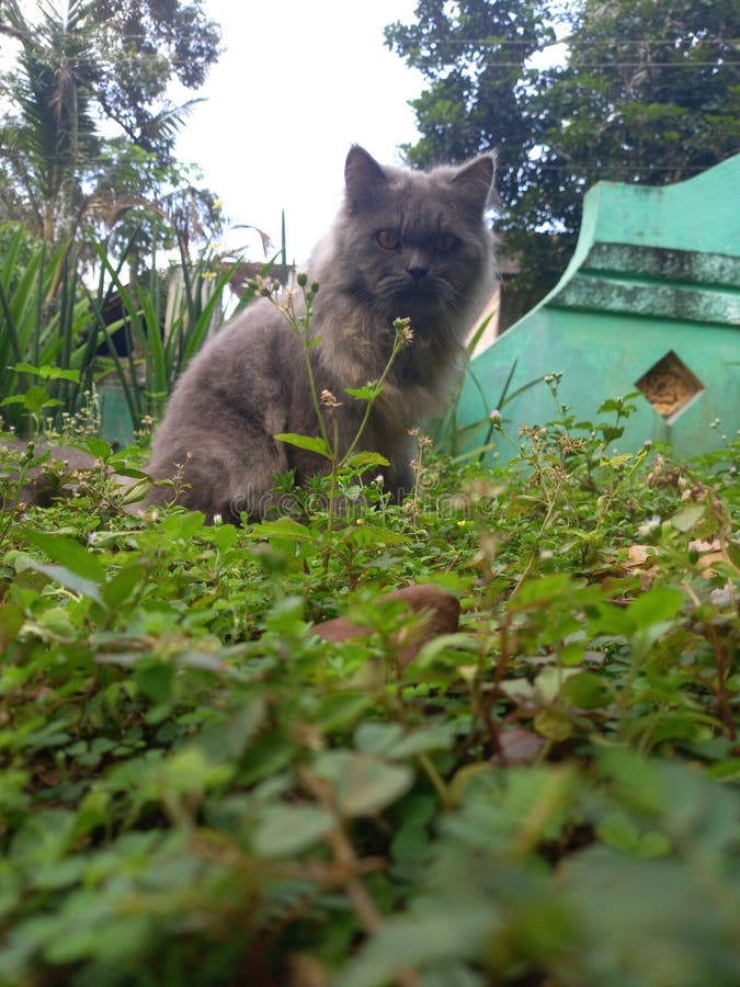 Angora Mix Stock Photos - Free & Royalty-Free Stock Photos from Dreamstime