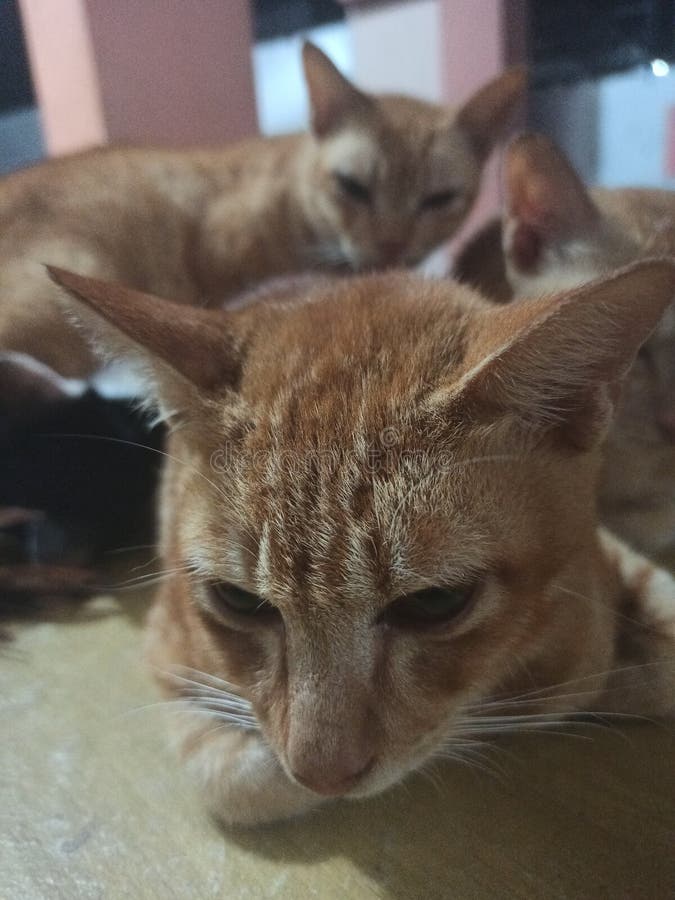Cats pets cute cold sleep stock image. Image of cold - 207919017