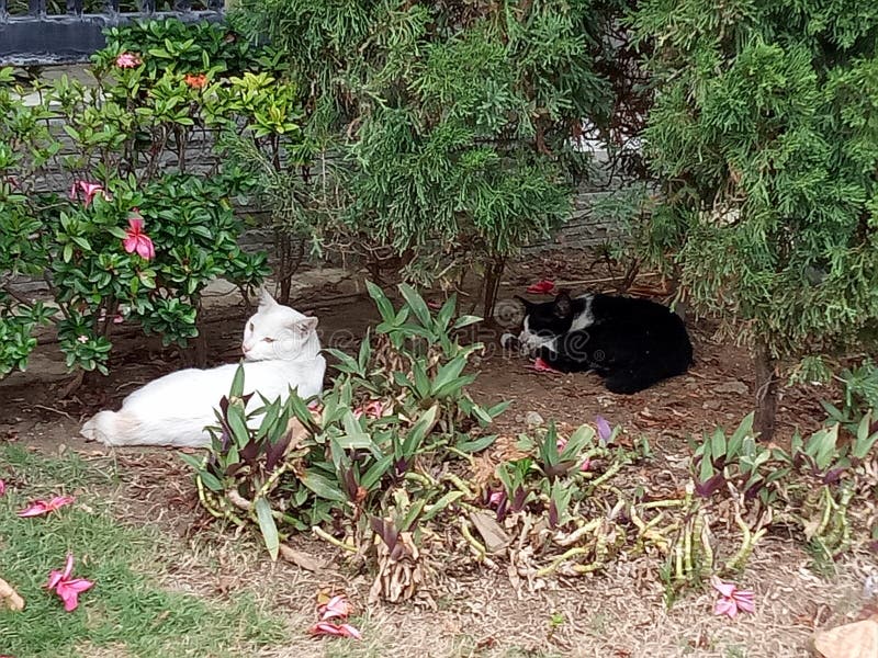 Cats Plant Flowers Nature Garden Stock Image - Image of lawn, grass ...