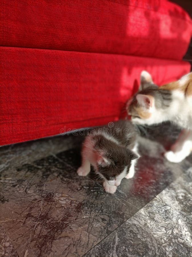 Two Cats Play on a Special Game Complex for Cats. Stock Photo - Image ...