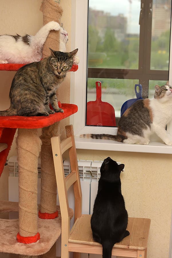 Cats play at home stock photo. Image of isolated, attractive - 171202818