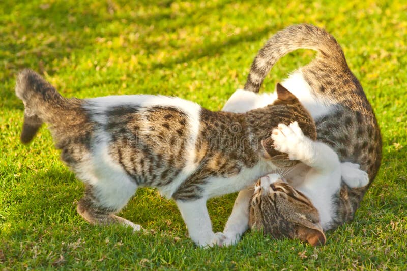 Cats playing stock photo. Image of games, feline, looking - 13161886