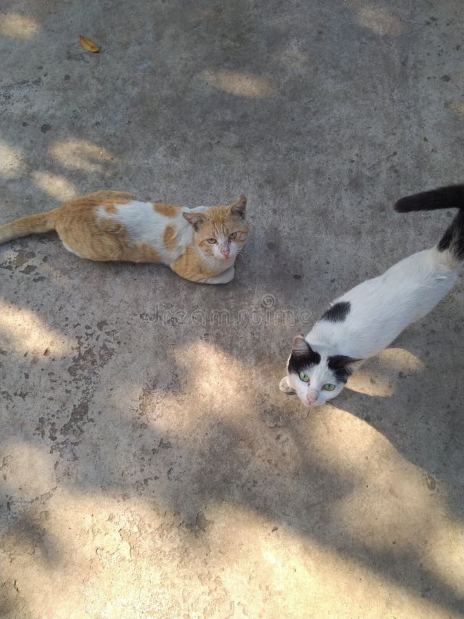 2 cats playing stock photo. Image of wildlife, winter - 270594420