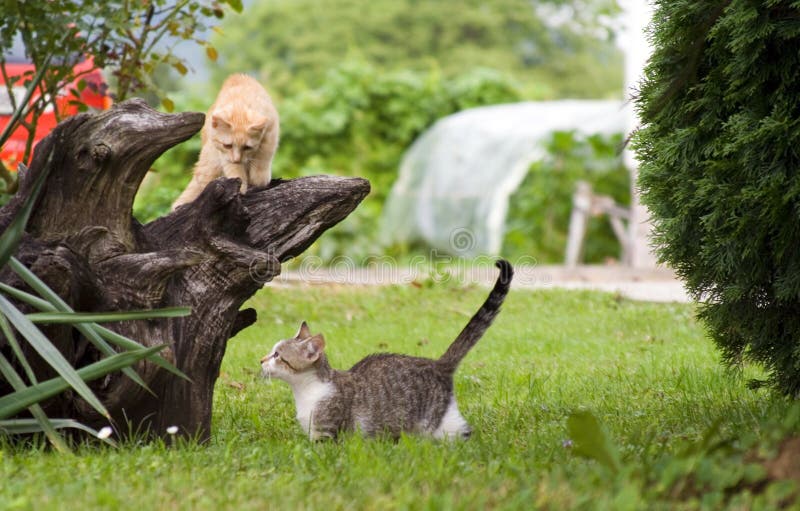 Cats playing stock image. Image of pets, play, playing - 6352911
