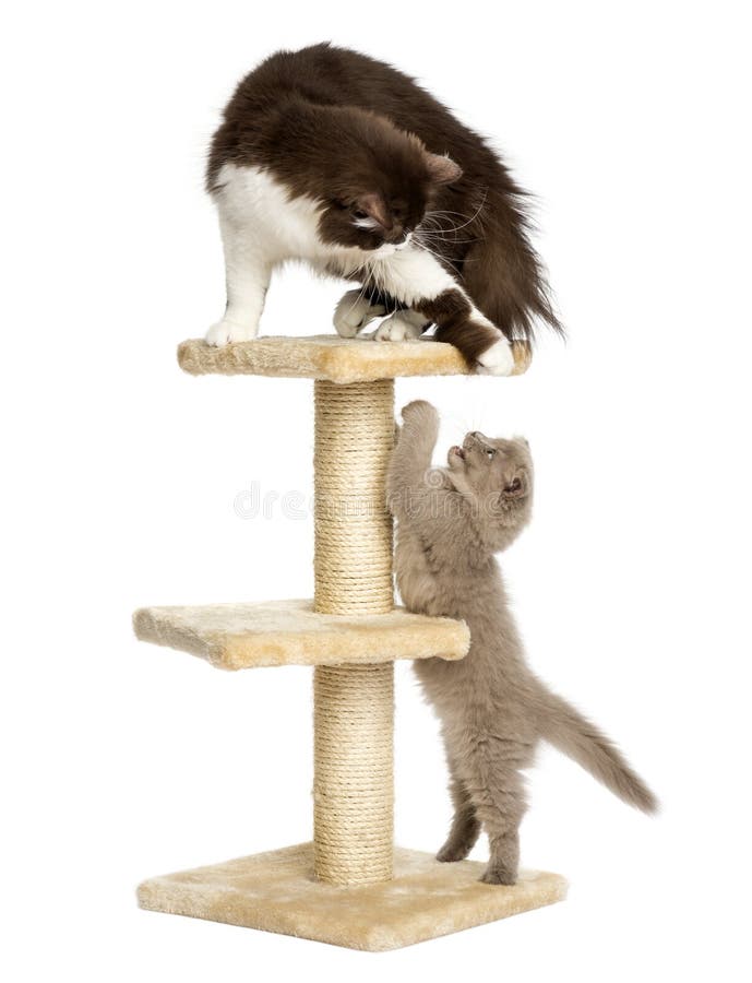 Cats playing stock image. Image of pets, play, playing - 6352911