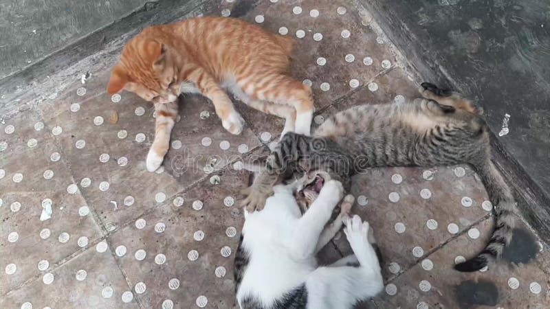 Three Kittens Playing on the Floor Stock Footage - Video of kittens ...