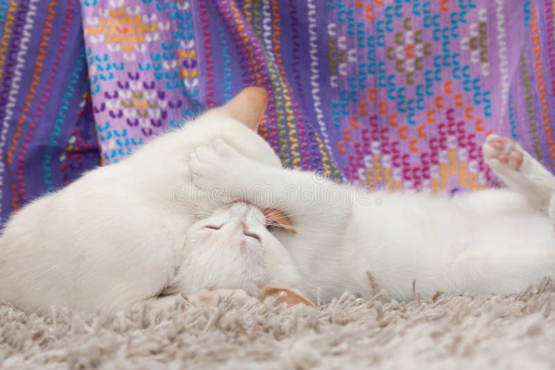 Cats playing stock photo. Image of animals, friendship - 51604698