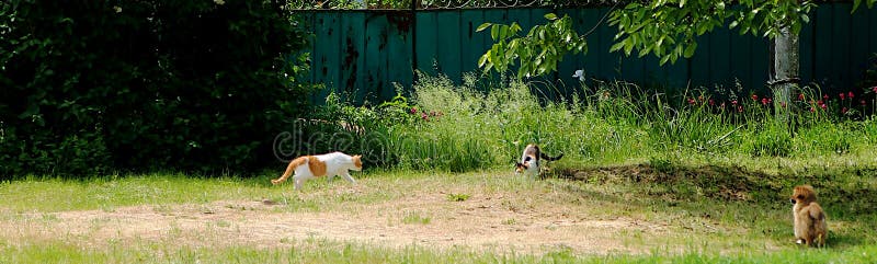 Cats are playing outside. stock photo. Image of woodland - 223304056