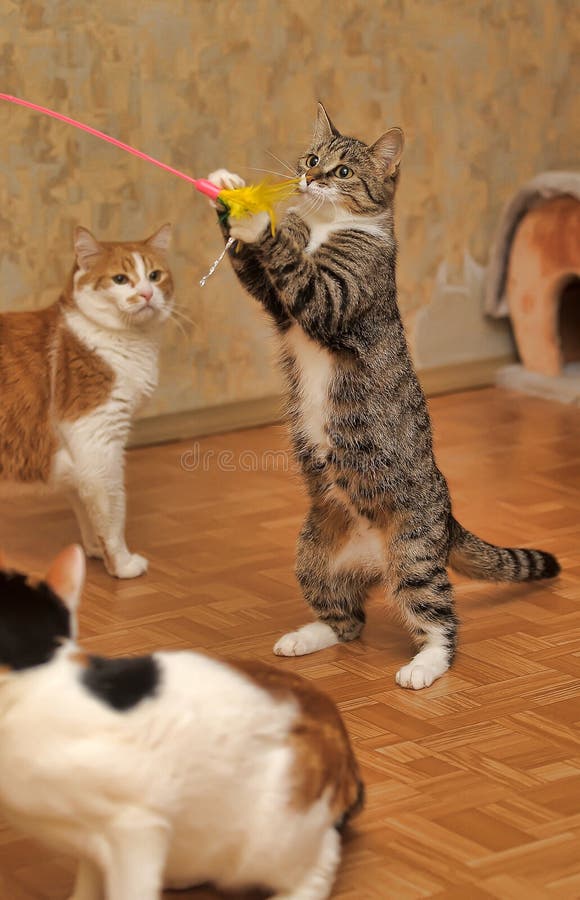 Two cats playing game stock image. Image of feline, play - 35118169