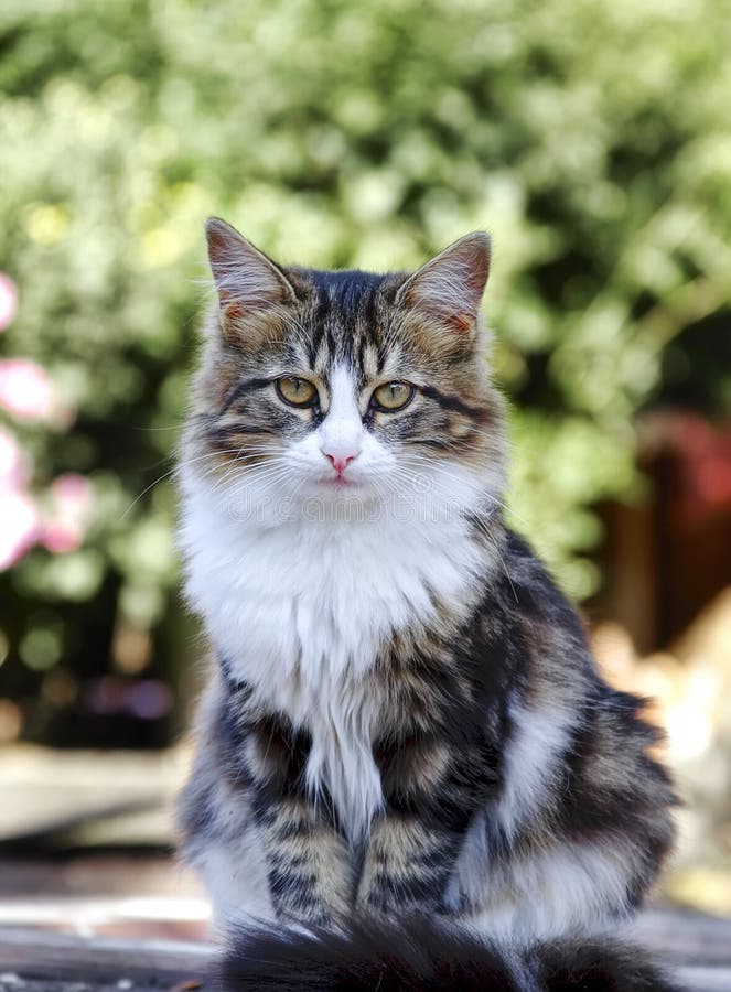 The cats portrait stock image. Image of tail, portrait - 14024285