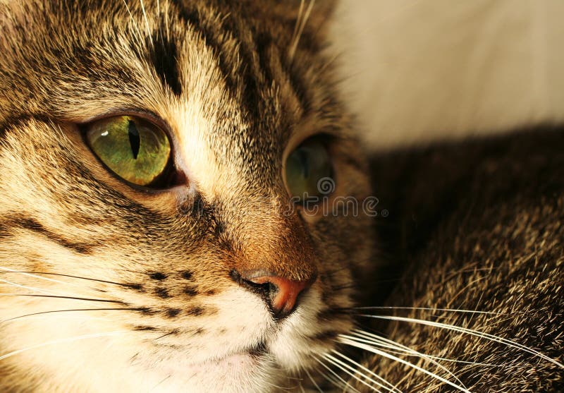 Cats portrait stock photo. Image of face, concern, kitty - 2189716