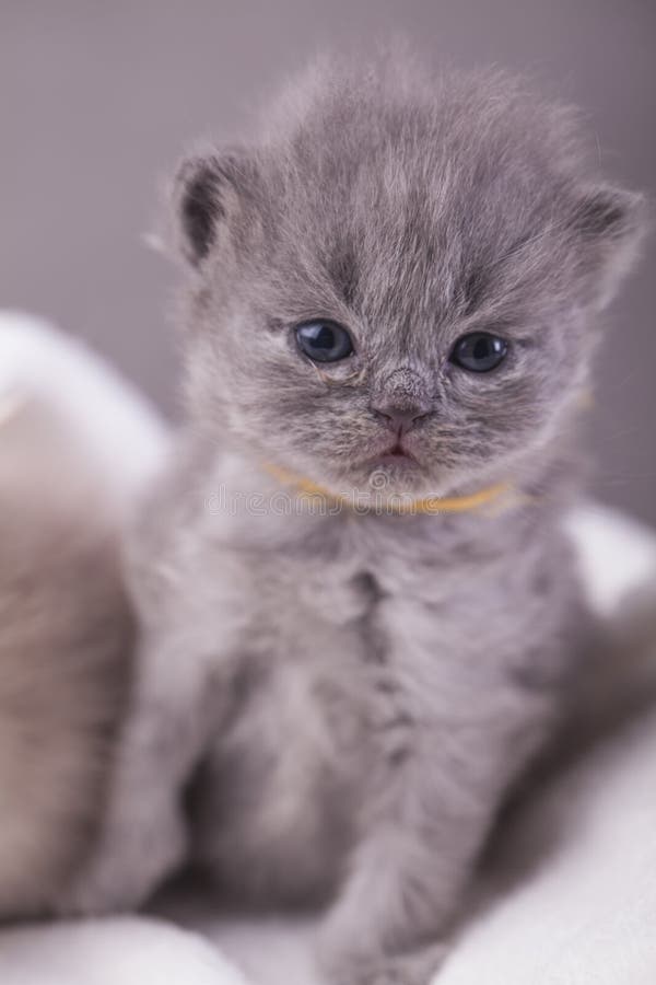 The cats poses for photos stock photo. Image of moment - 86773200