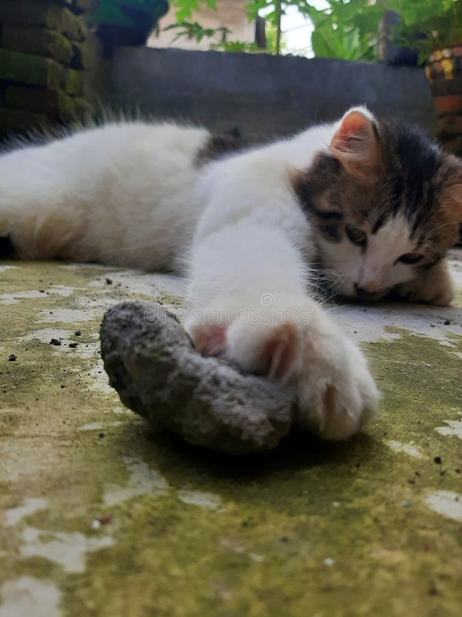 Cats Posing and Relaxing Outside the House in the Morning Stock Photo ...