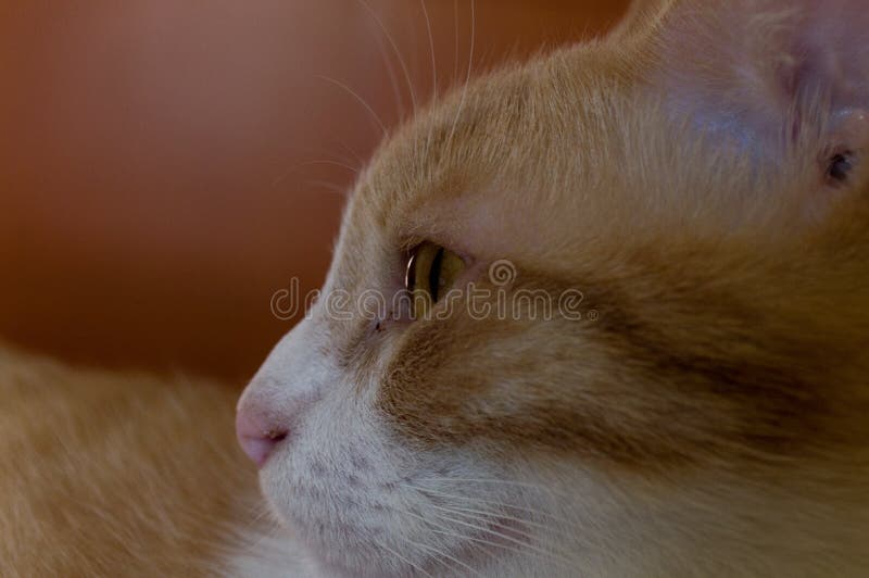 Cats profile eye stock photo. Image of closeup, profile - 142009824