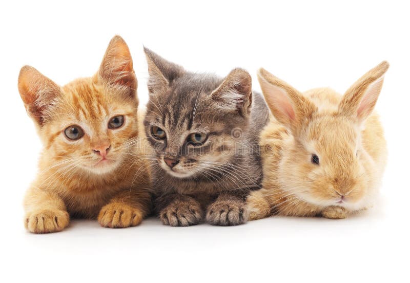 Rabbit and Cats Play Together at the Park Stock Photo - Image of ...
