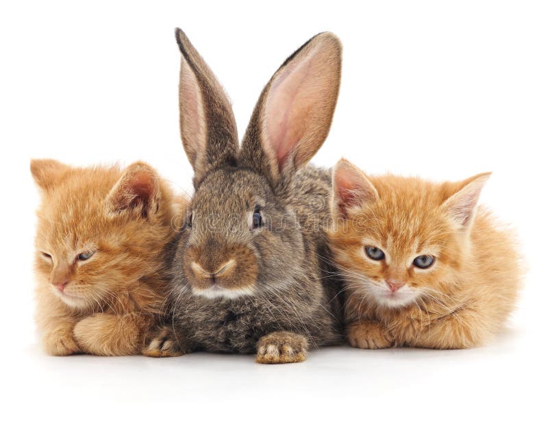 Cats and rabbit. stock image. Image of easter, mammals - 119035923