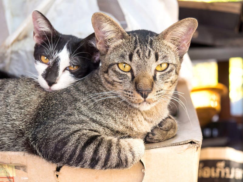 Cats in real environment stock image. Image of environment - 49221585