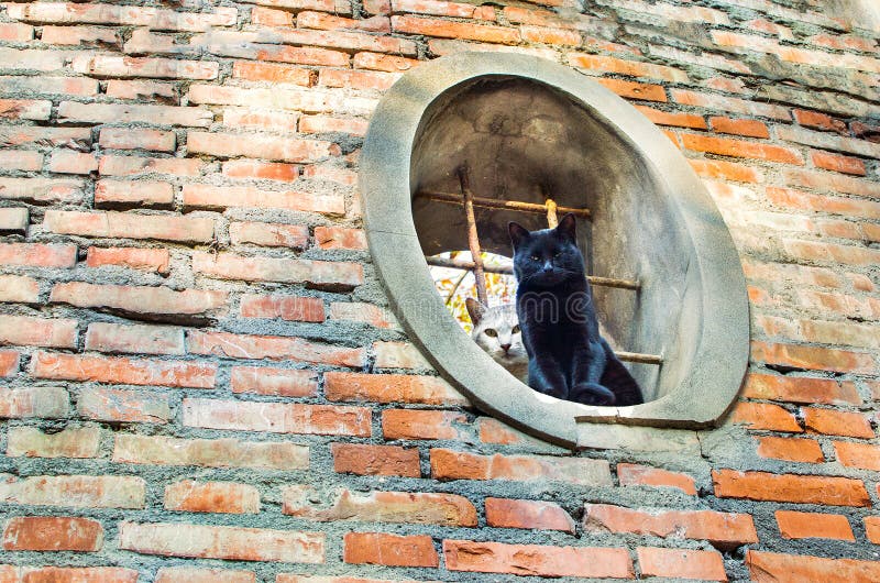 Cats red brick oval window stock image. Image of pets - 64262629