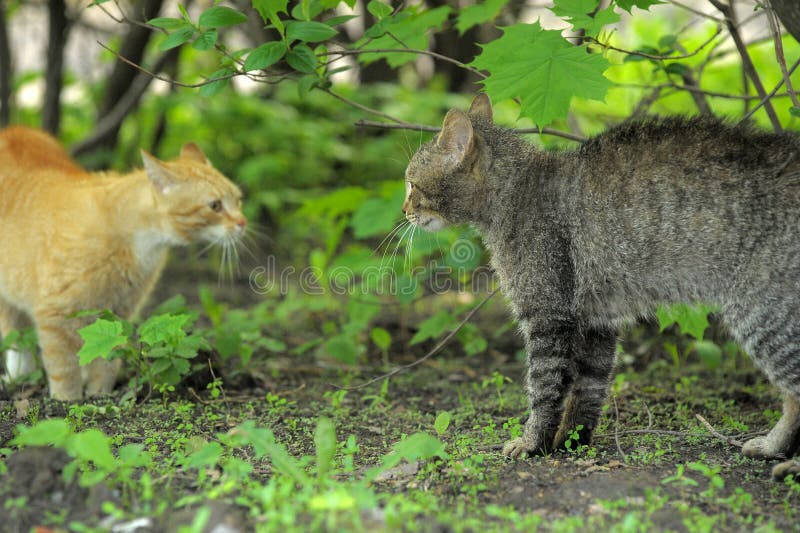 Cats Red and Striped Quarrel in Nature Stock Photo - Image of ...