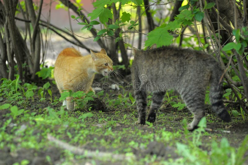 Cats Red and Striped Quarrel in Nature Stock Image - Image of claw ...