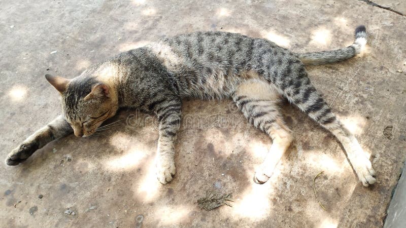 Cats Relax in the Middle of the Road Stock Photo - Image of middle ...