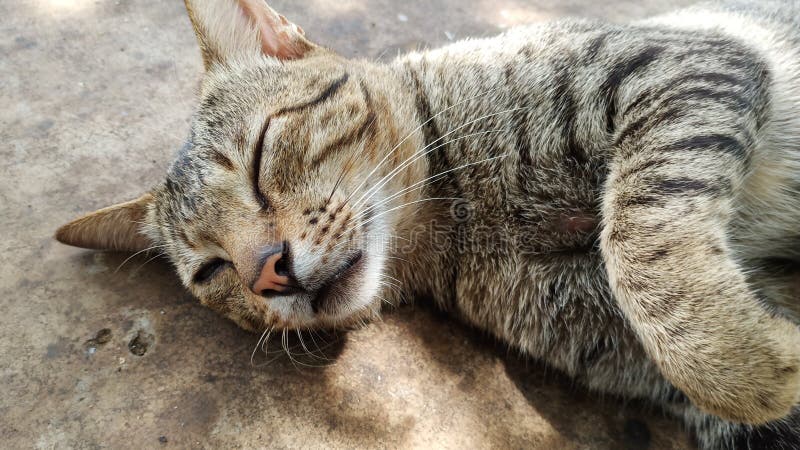 Cats Relax in the Middle of the Road Stock Image - Image of cats, relax ...