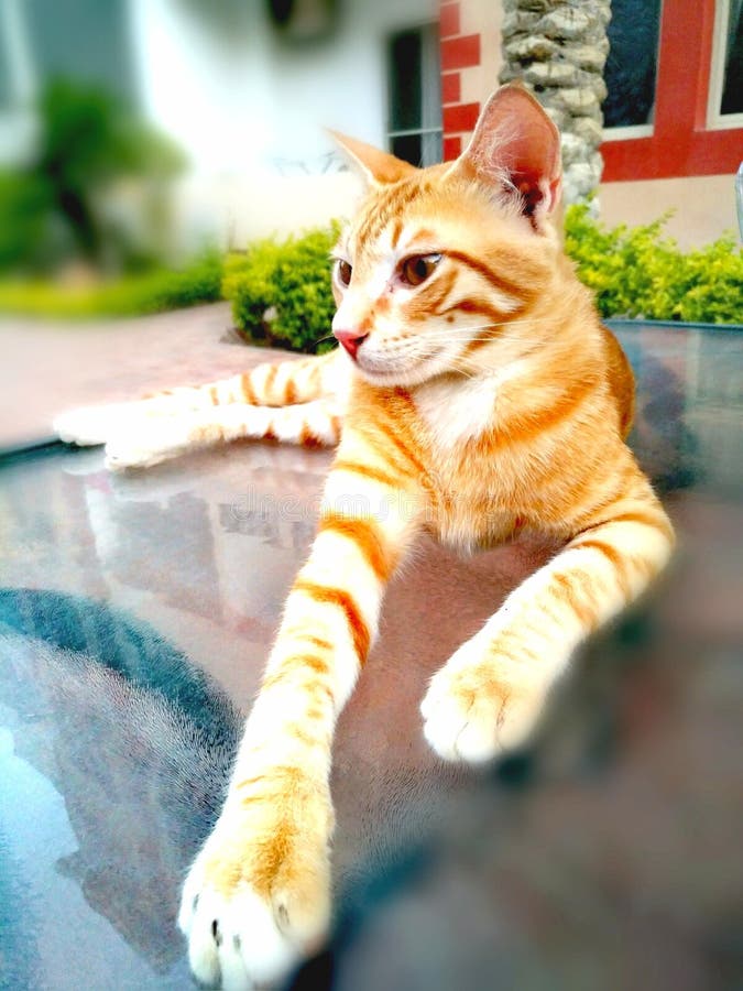 Cats rest stock photo. Image of rest, calm, cats, confidence - 157586796