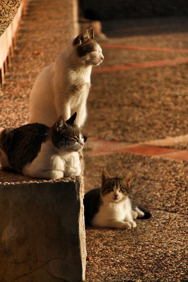 Cats resting under the sun stock photo. Image of group - 133227272
