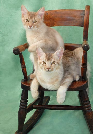 Cats on rocking chair stock photo. Image of brothers, cats - 8727536