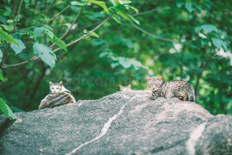 Cats on rocks stock image. Image of kitten, pretty, domestic - 92500981