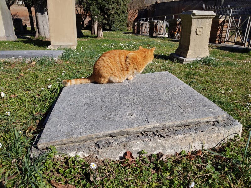 Cats in Rome, Italy stock image. Image of history, grass - 174125435