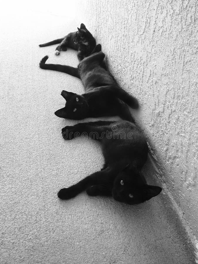 Cats in a Row stock photo. Image of cats, outside, animal - 36896644